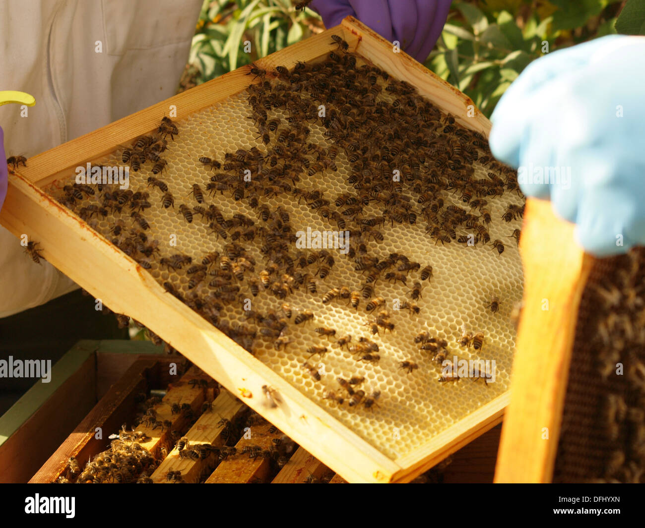 English Honey Bees Stock Photo - Alamy