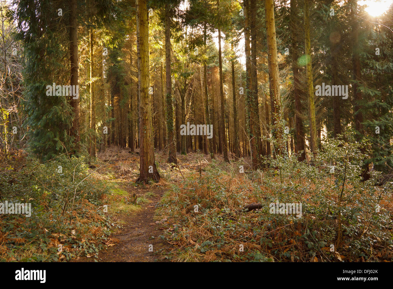 Trees in the forest Stock Photo - Alamy