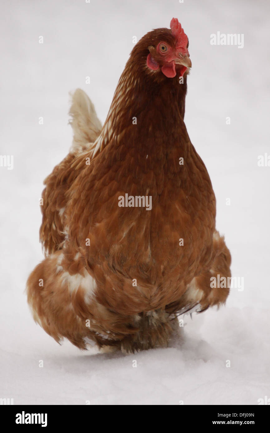 Snow chickens hi-res stock photography and images - Alamy