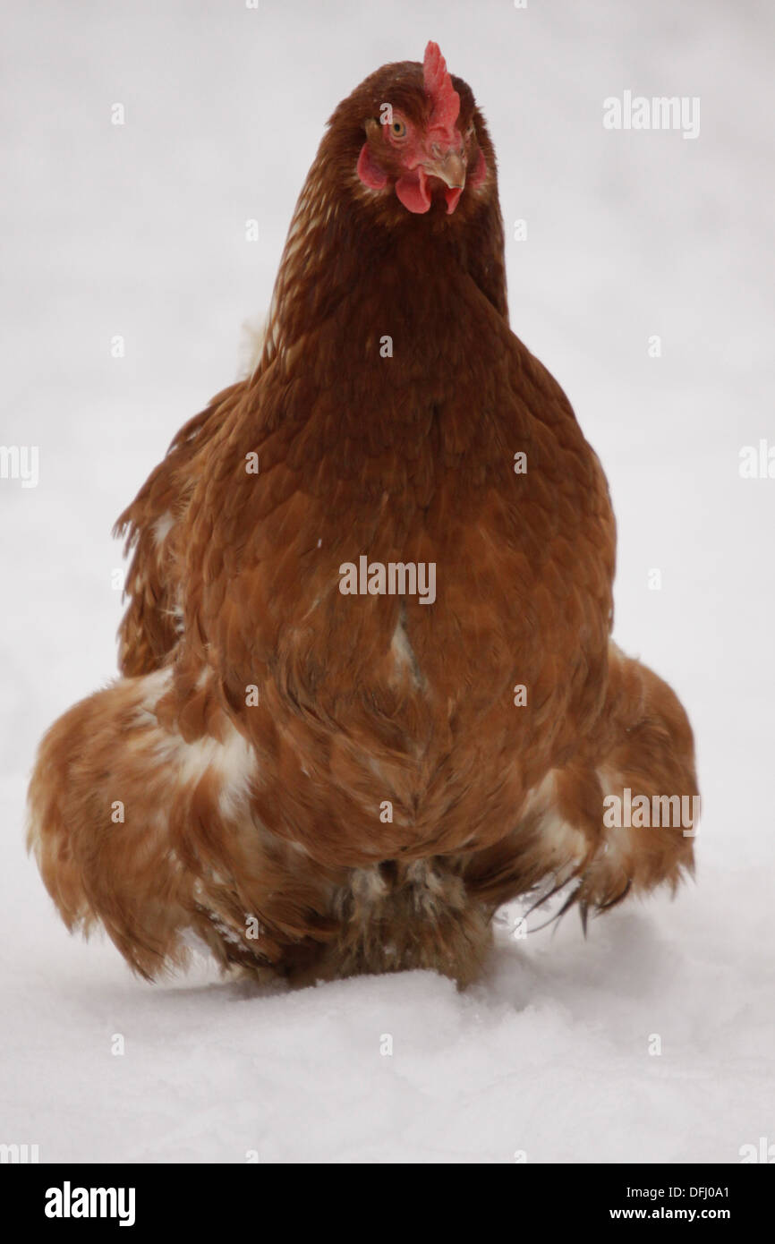 Chickens in snow hi-res stock photography and images - Alamy