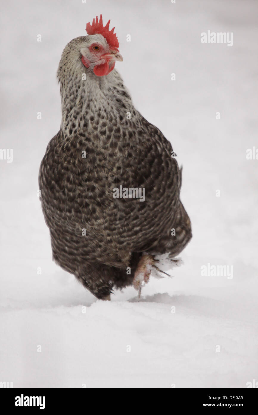 Chickens in the snow Stock Photo - Alamy