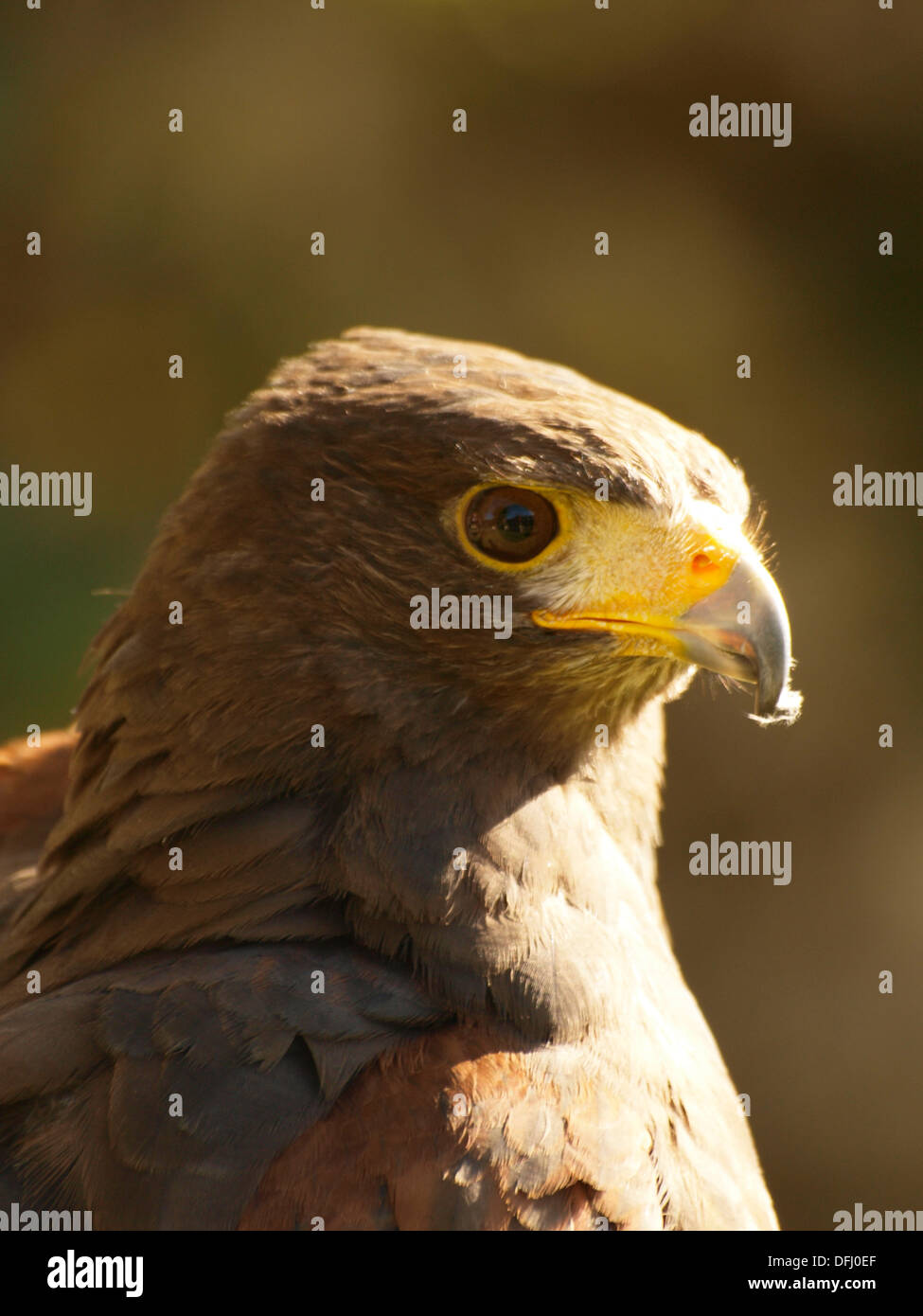Hawk uk hi-res stock photography and images - Alamy