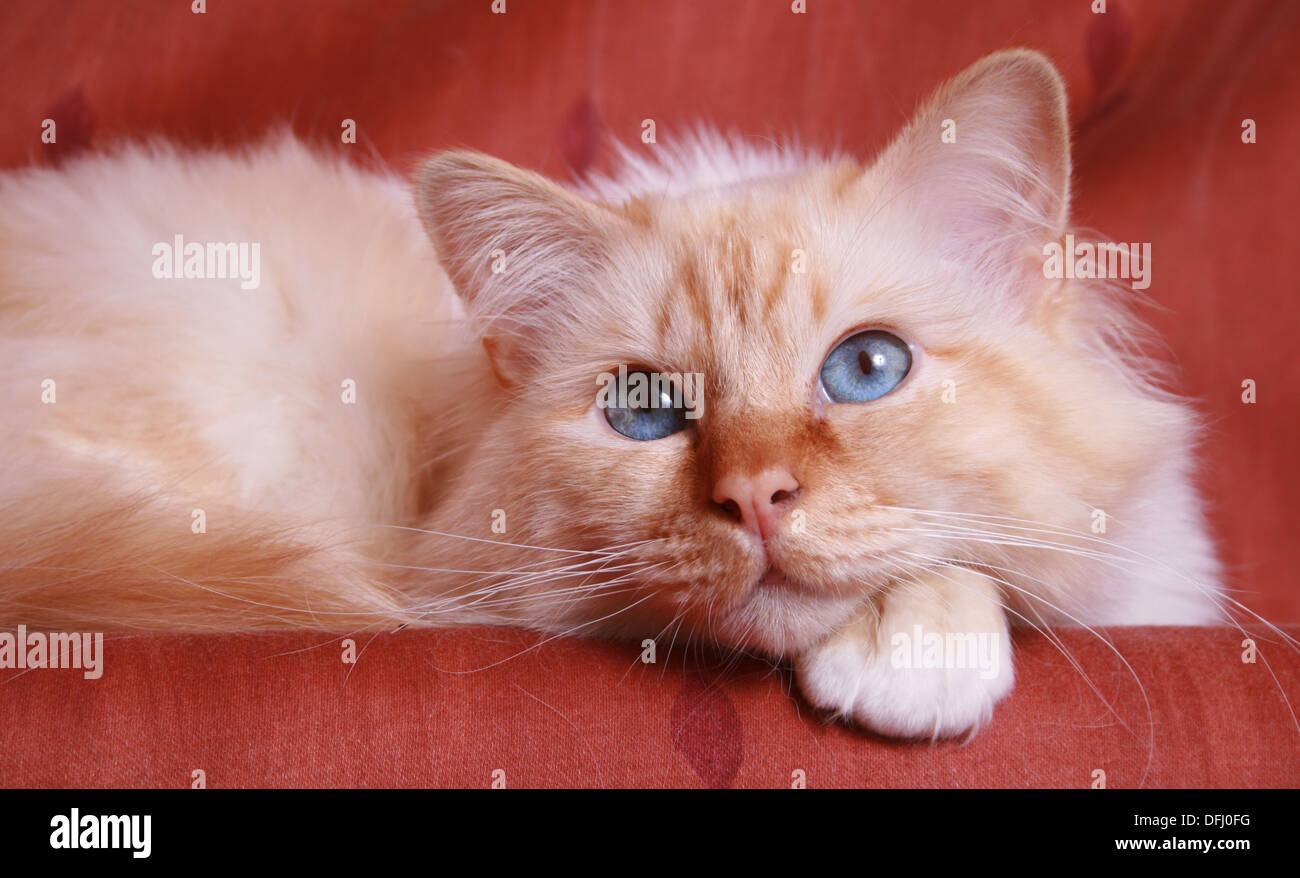 Red point birman hi-res stock photography and images - Alamy