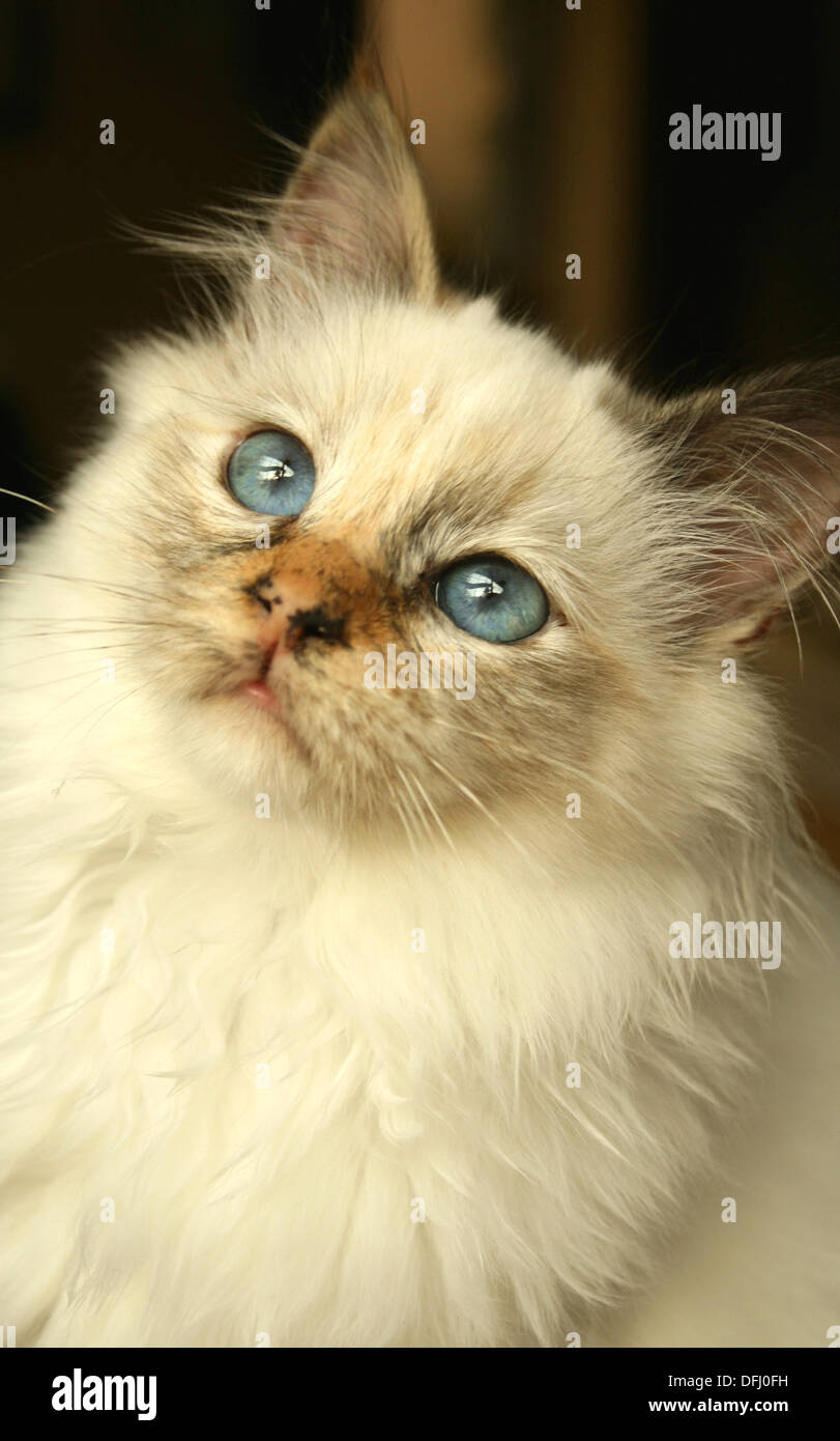 Beautiful Birman 'Tortie' point pedigree cat Stock Photo - Alamy