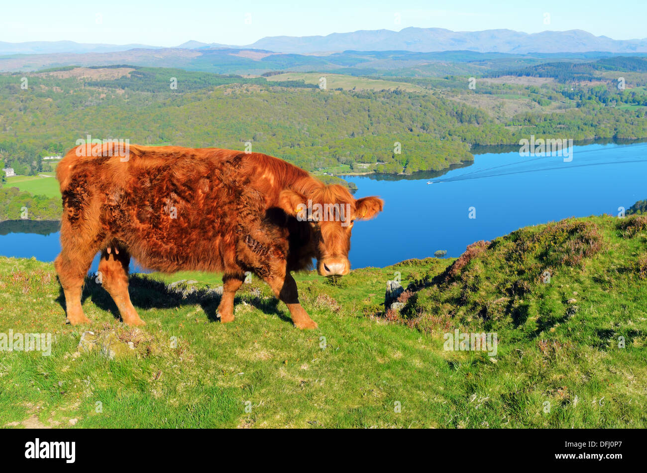 Luing cow on Gummers How above Lake Windermere in the Lake District ...
