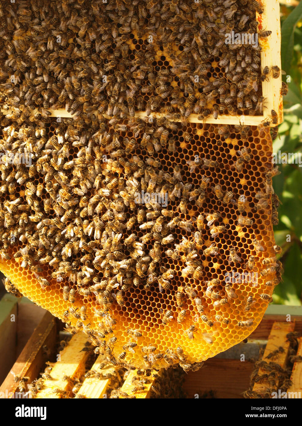 English Honey Bees Stock Photo - Alamy