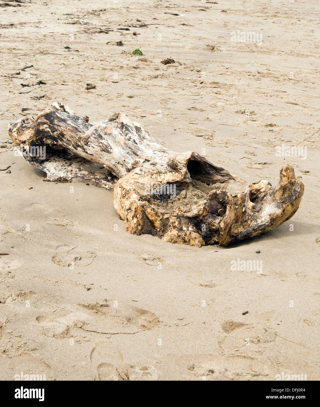 Drift wood hi-res stock photography and images - Alamy