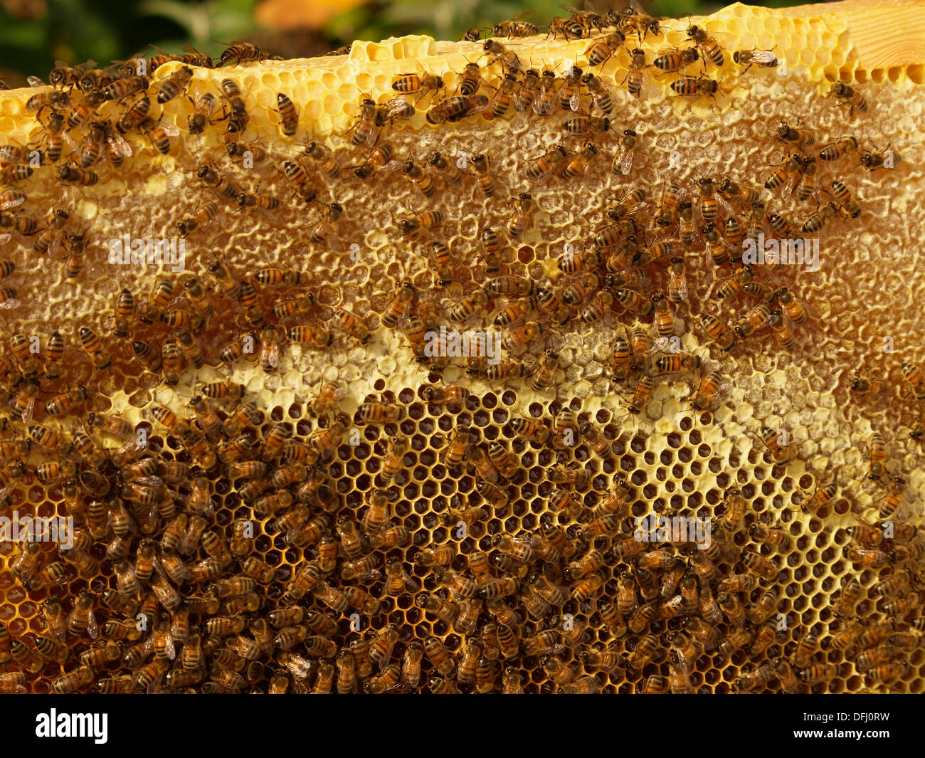 English Honey Bees Stock Photo - Alamy