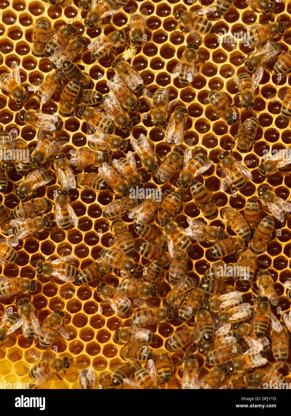 English Honey Bees Stock Photo - Alamy