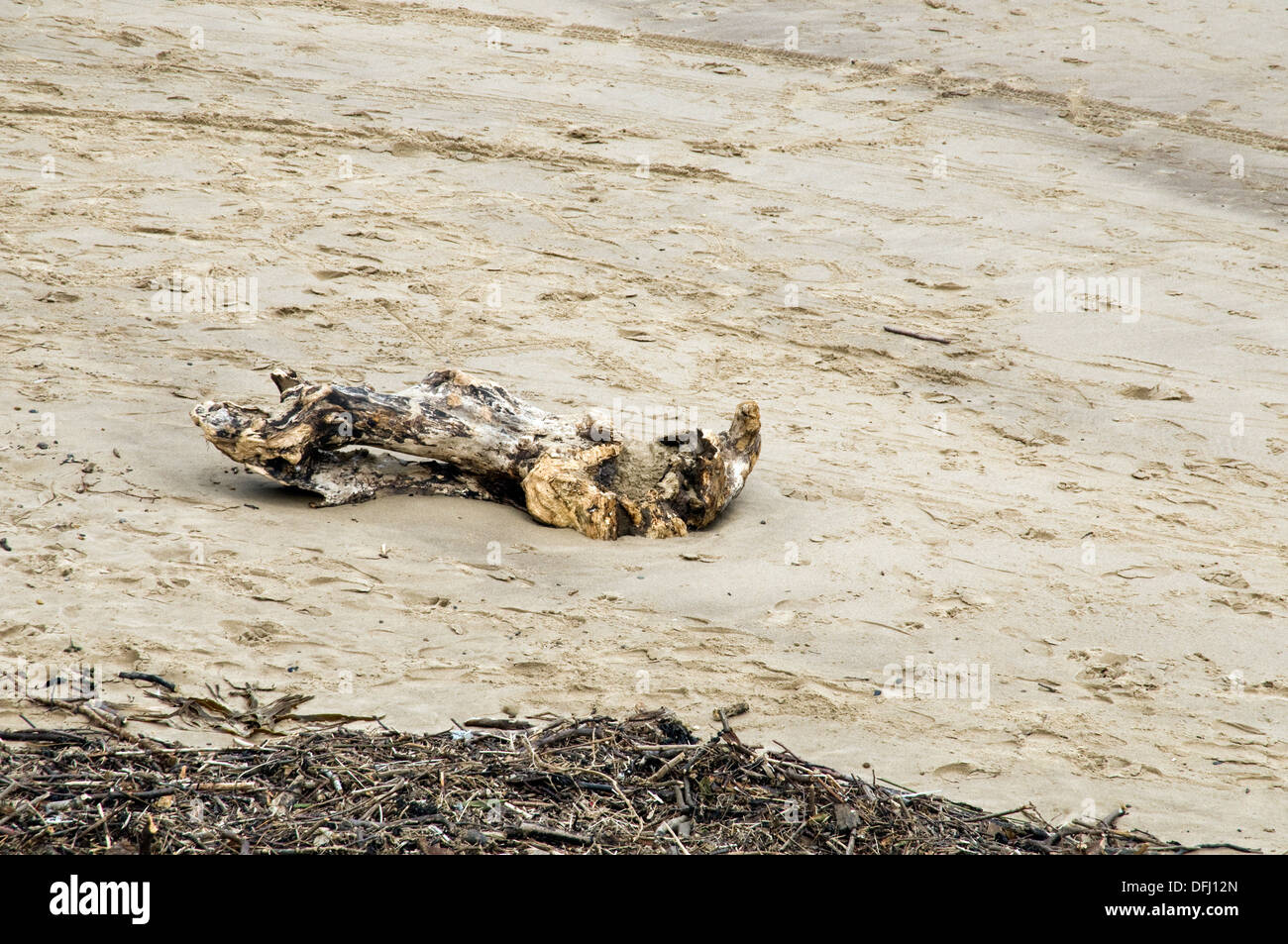drift wood on the beach Stock Photo - Alamy
