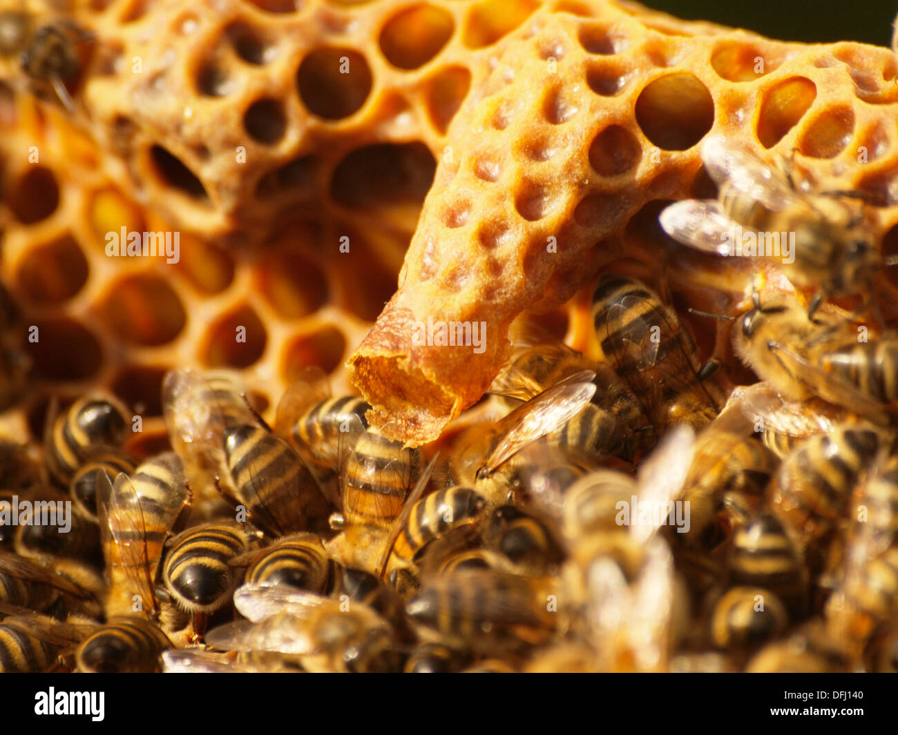 English Honey Bees Stock Photo - Alamy
