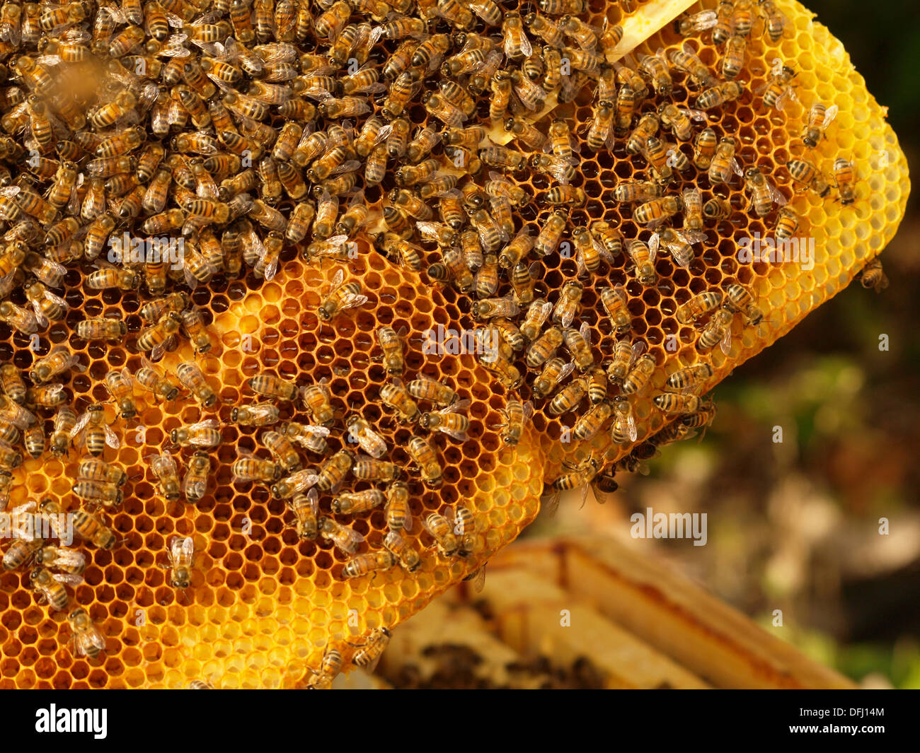 English Honey Bees Stock Photo - Alamy