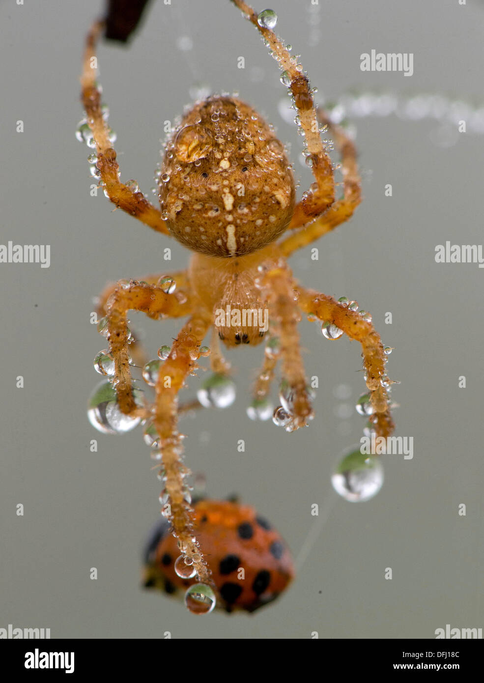 Roseburg, Oregon, USA. 5th Oct, 2013. A dewdrop coated spider probes a ...