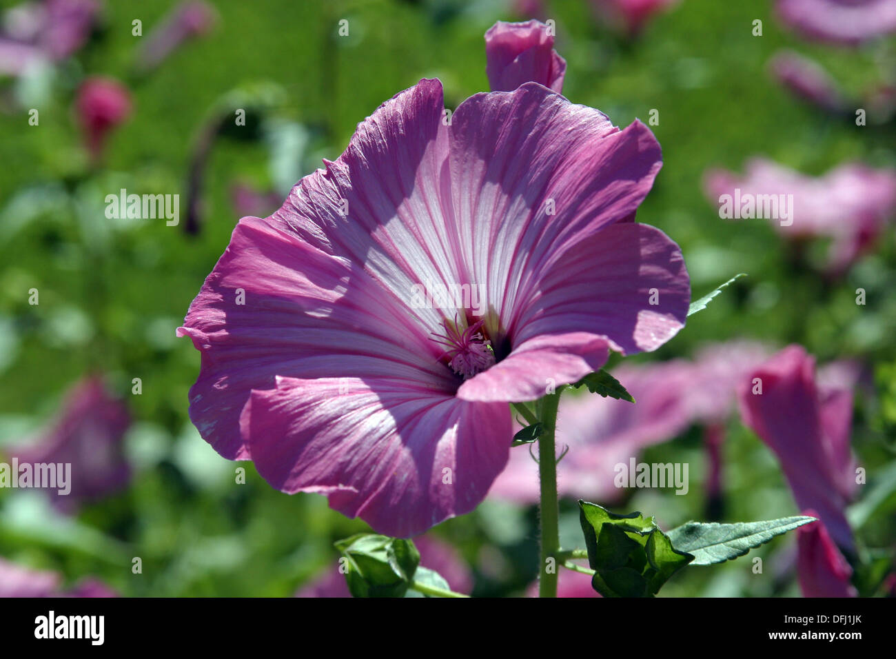 Excellent flower hi-res stock photography and images - Alamy