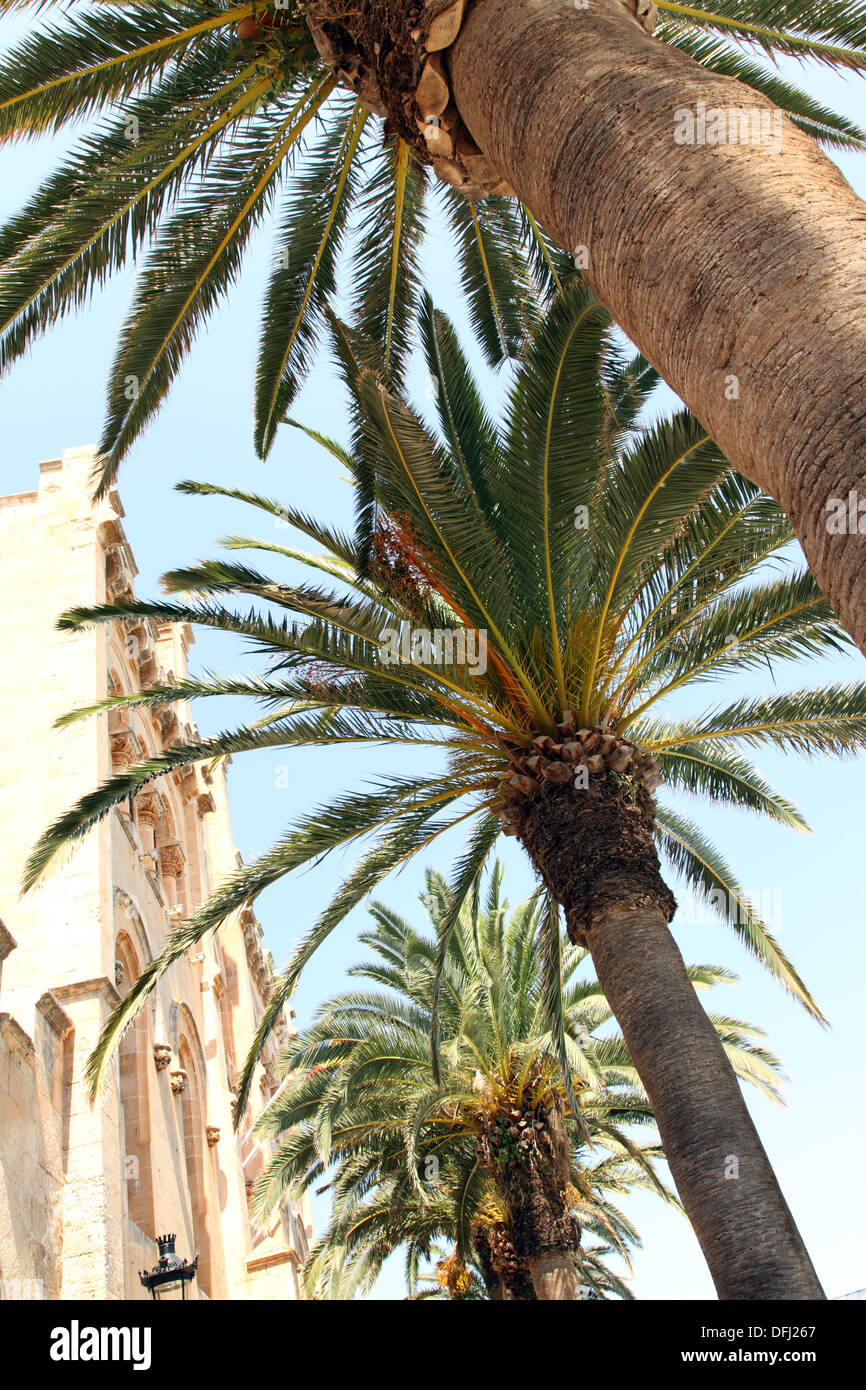 palm trees taken from underneath Stock Photo - Alamy