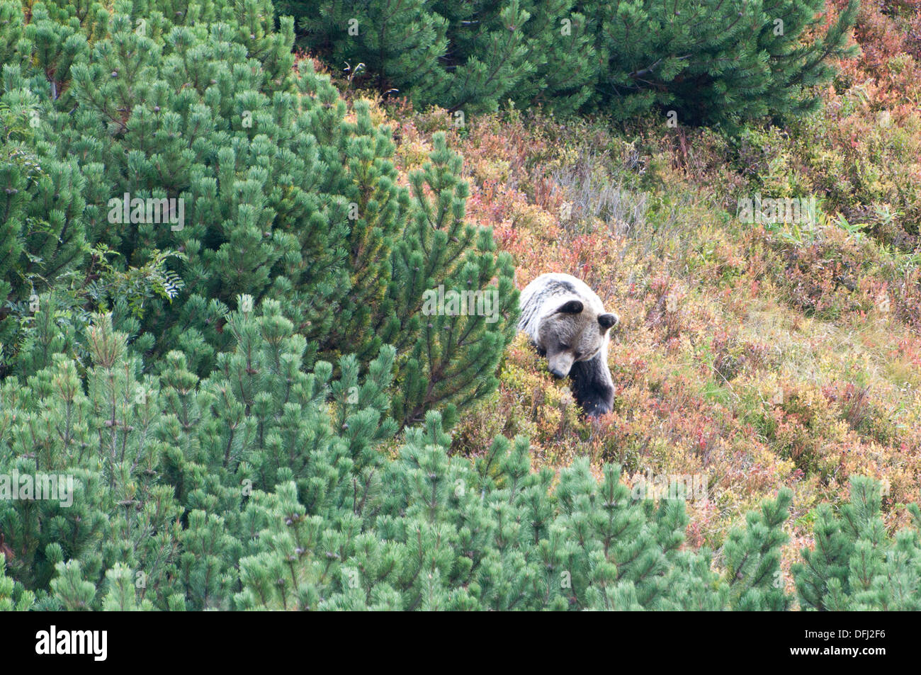 Tatra mountains bear hi-res stock photography and images - Alamy