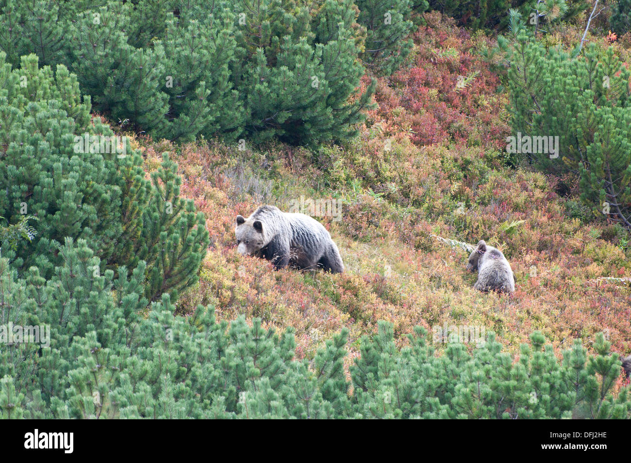 Tatra mountains and bears hi-res stock photography and images - Alamy