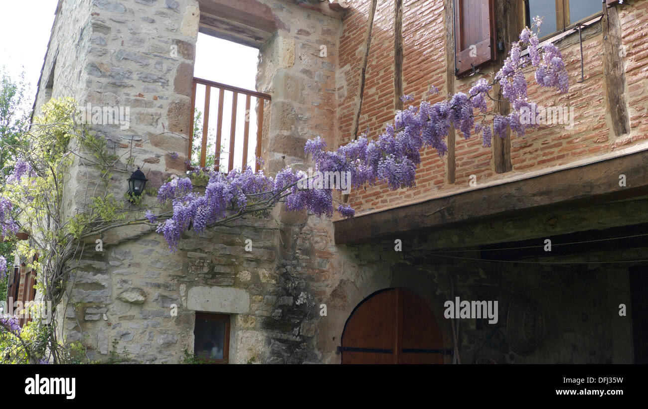 Flowering wisteria hi-res stock photography and images - Alamy