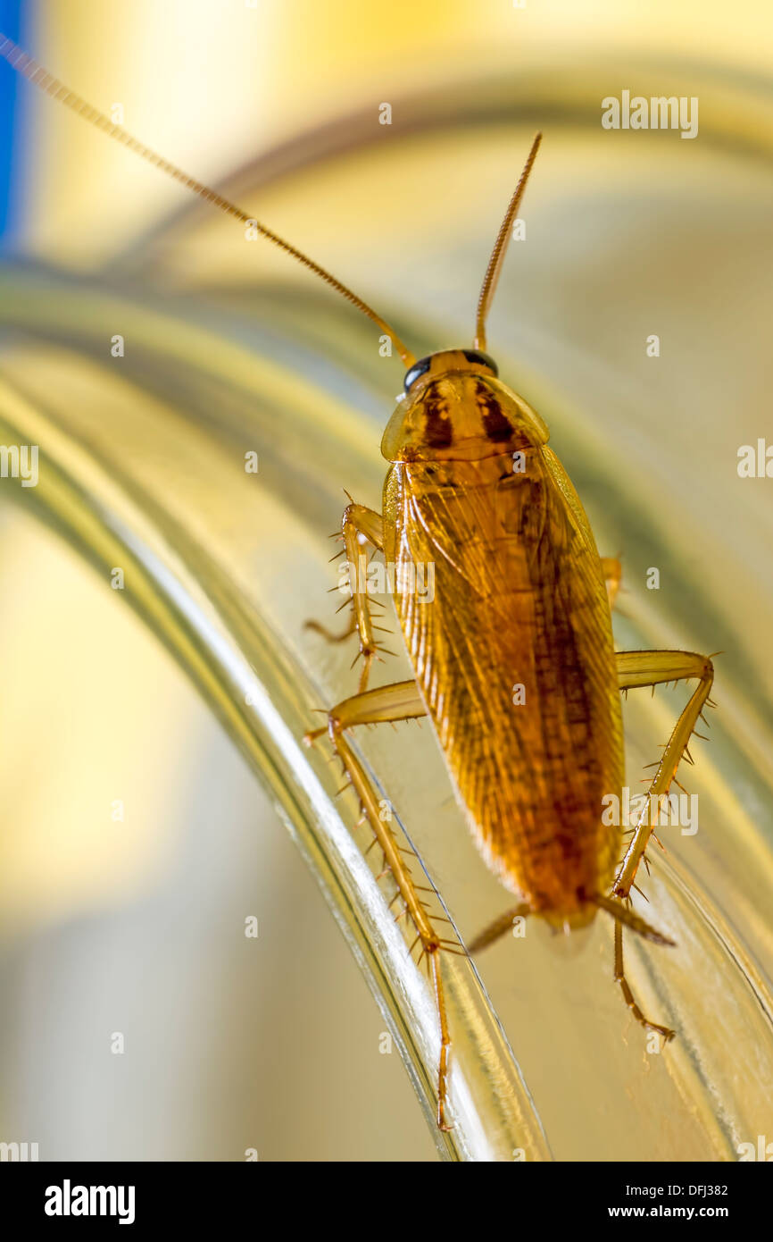The German cockroach Stock Photo - Alamy