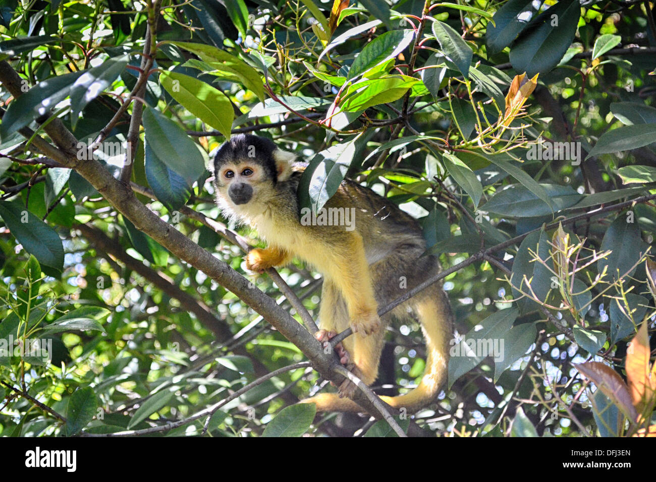 Monkey in a tree Stock Photo - Alamy