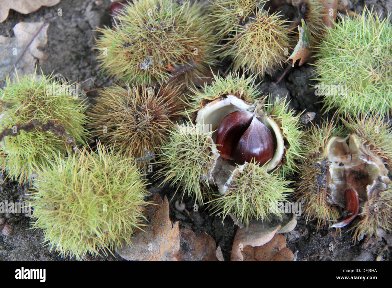 Photos of chestnut trees hi-res stock photography and images - Alamy