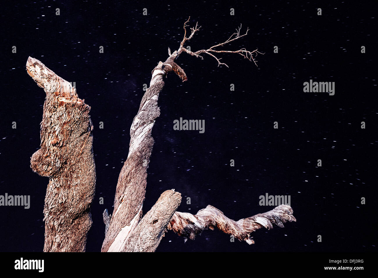 Old tree on starry sky background, lonely dry wood in the night, dark ...
