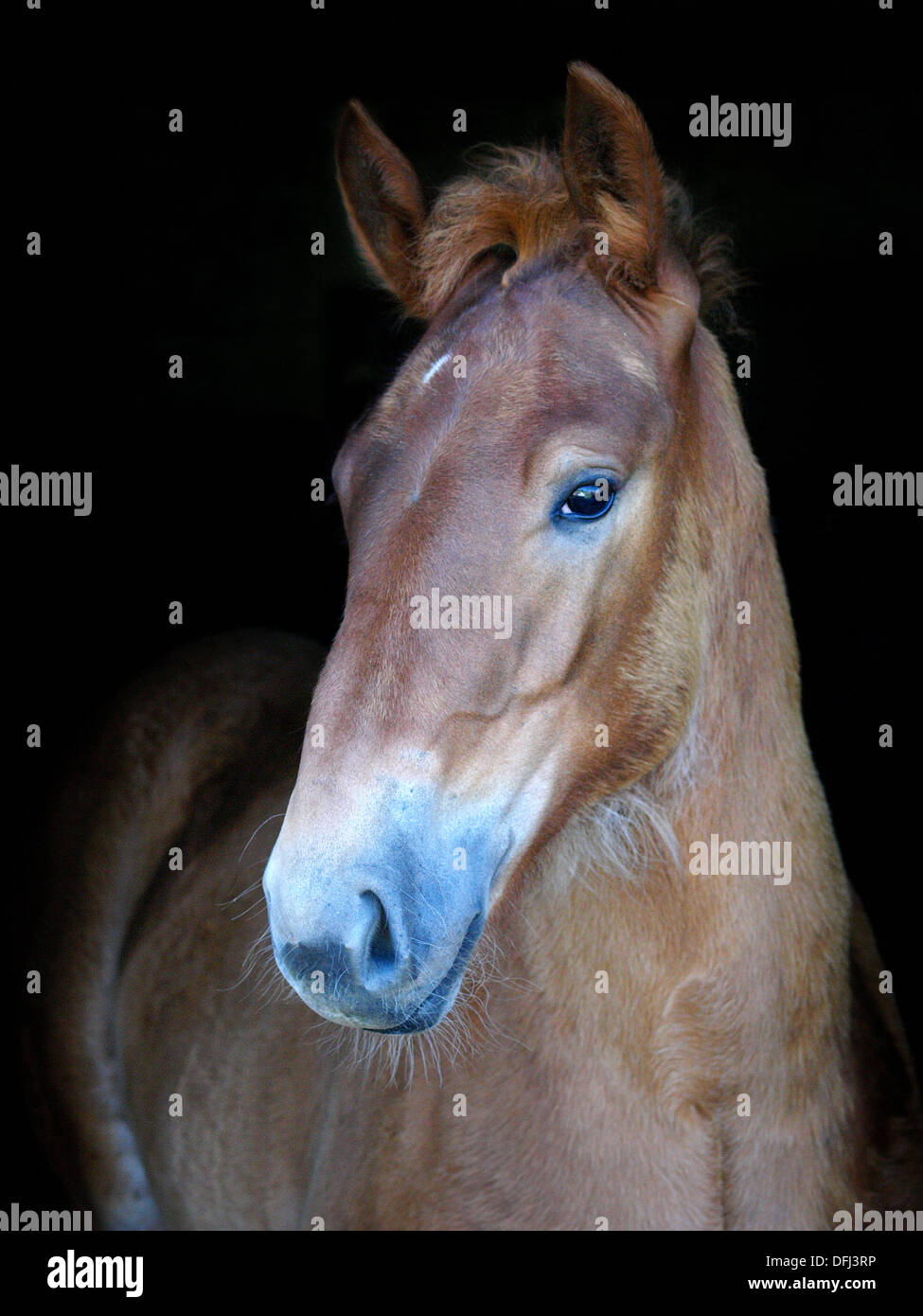 A head shot of a Suffolk Punch foal against a black background Stock ...