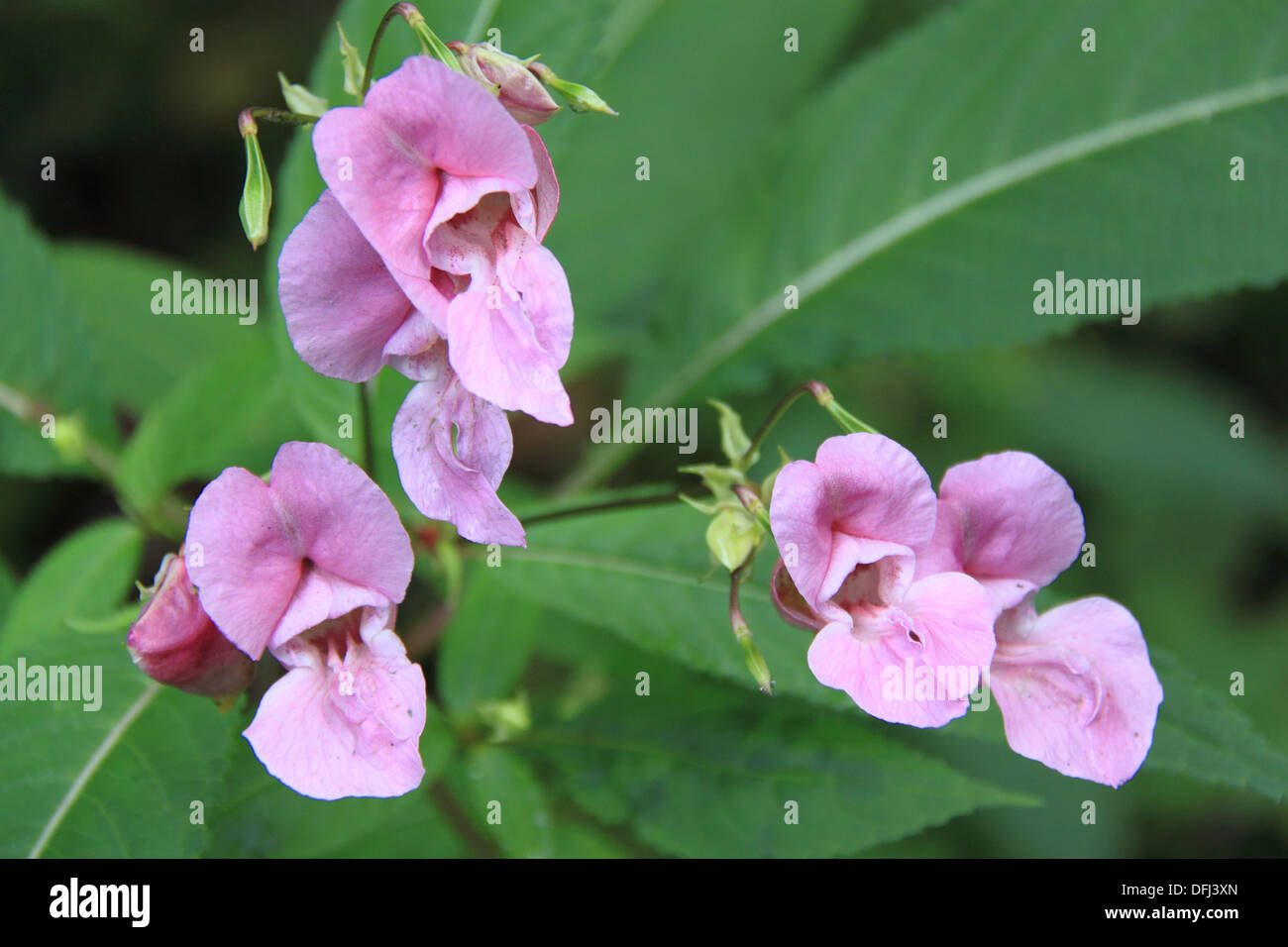Impatiens glandulifera seed pods hi-res stock photography and images ...