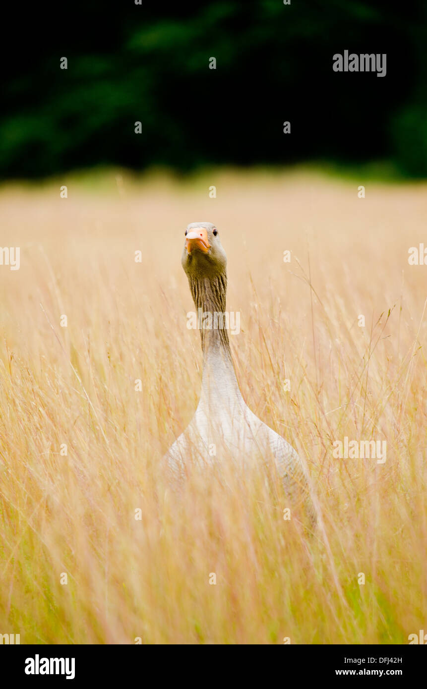 Hiding goose hi-res stock photography and images - Alamy