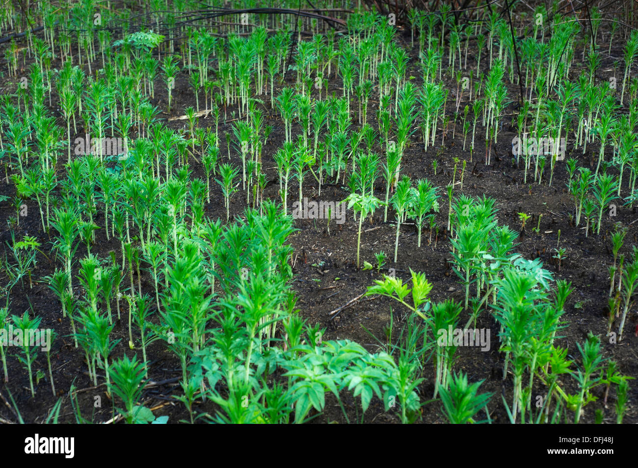 A forest also called a wood, woodland, wold, weald or holt is an area ...