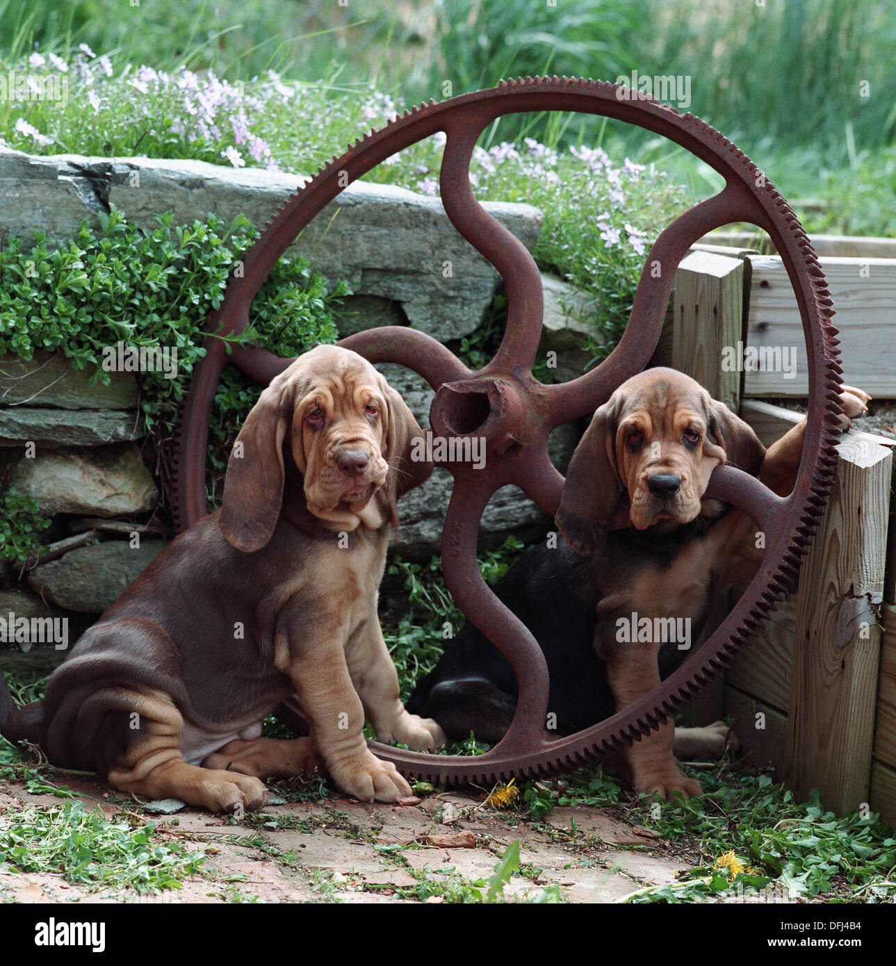 Baby Bloodhound High Resolution Stock Photography and Images - Alamy