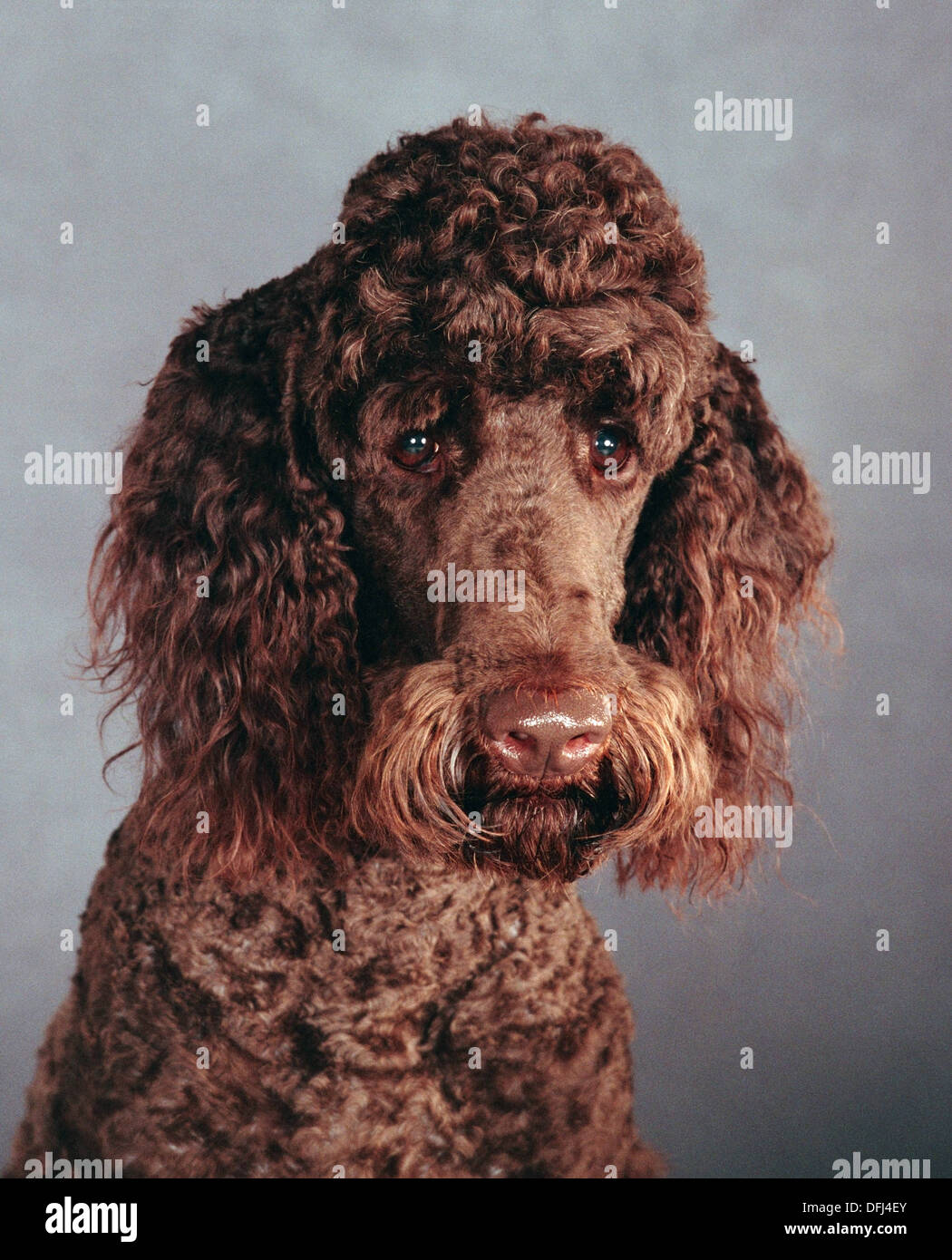 Chocolate Standard Poodle
