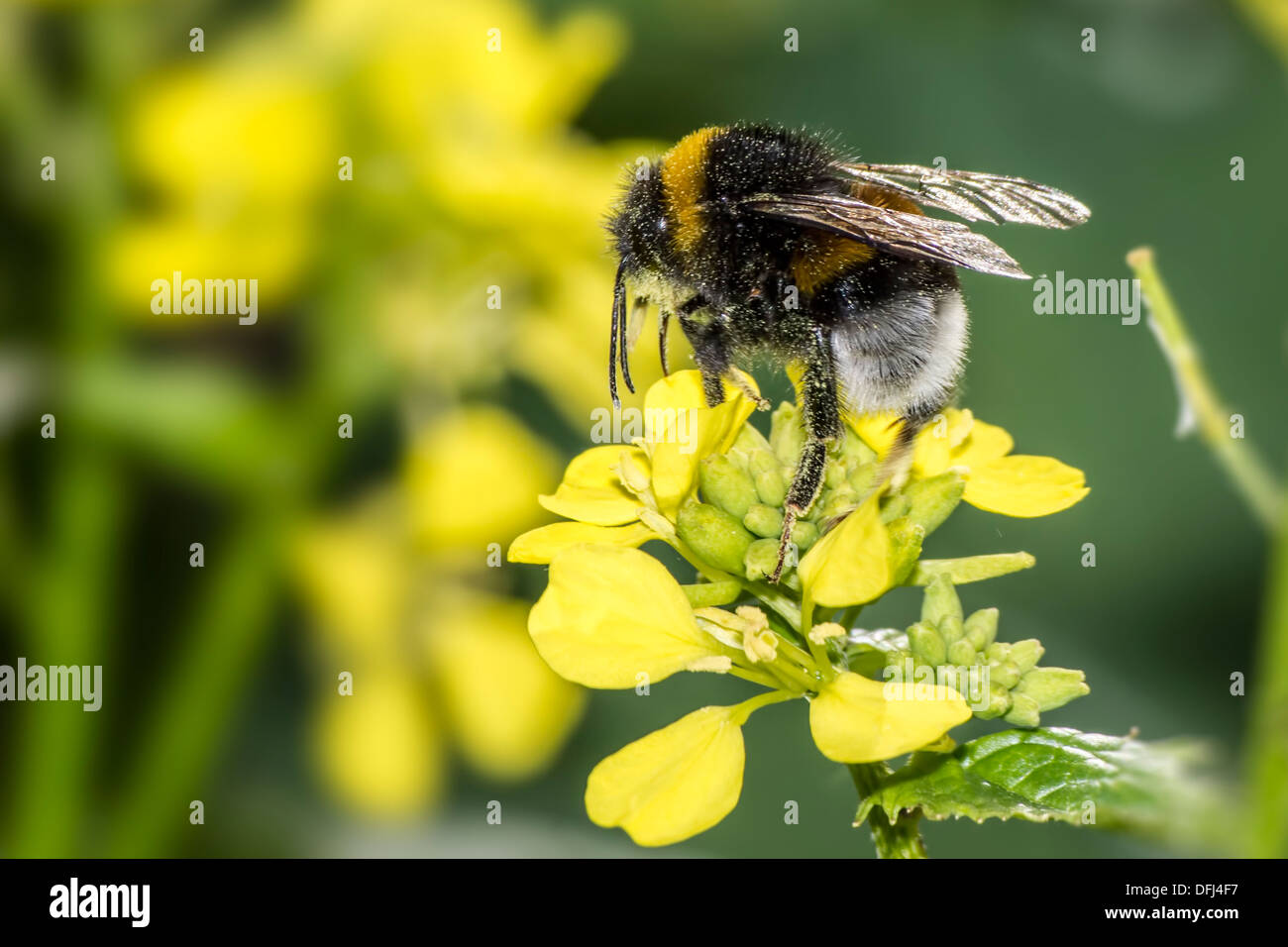 Wasp survey hi-res stock photography and images - Alamy