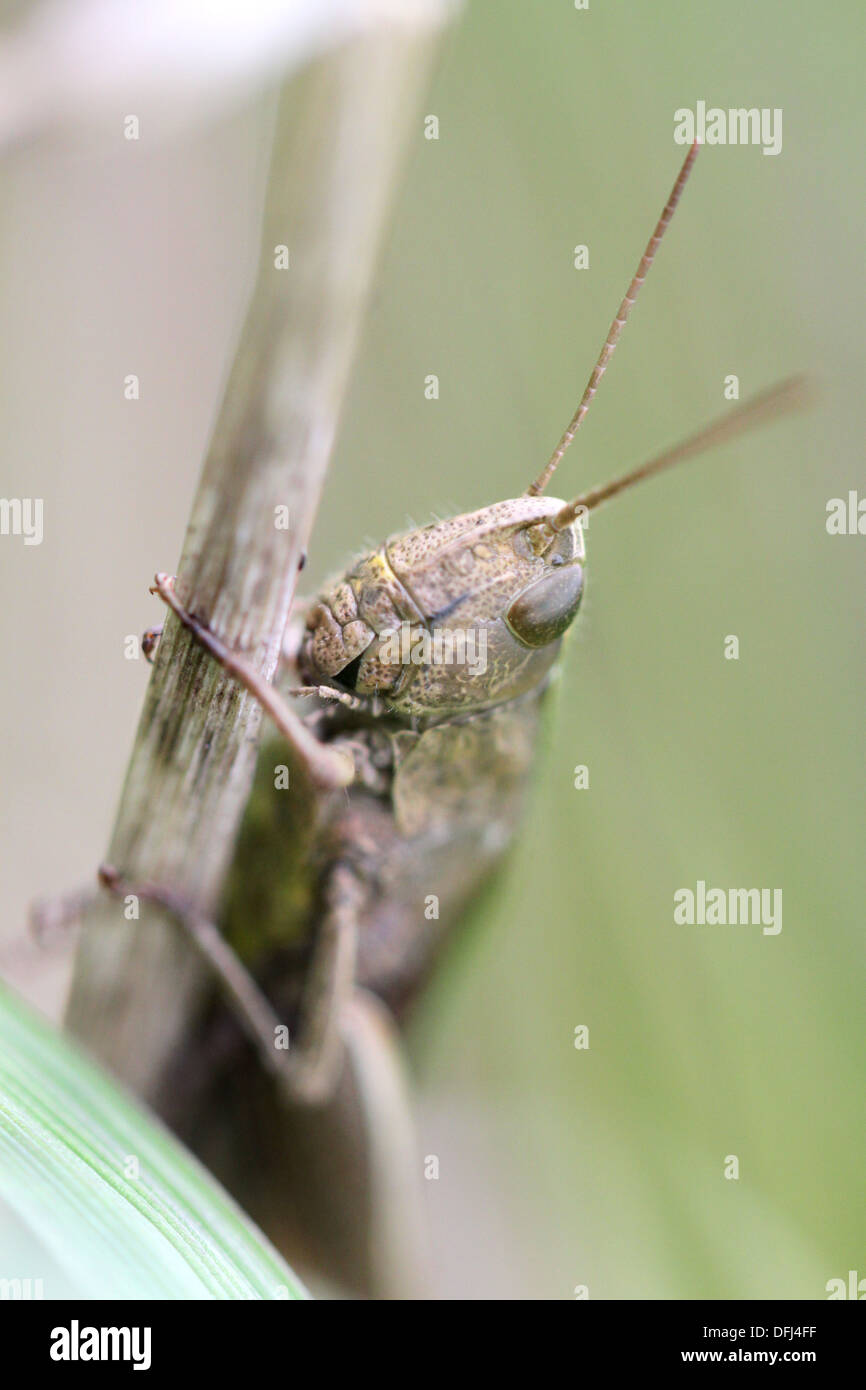 Large grasshopper in detail hi-res stock photography and images - Alamy