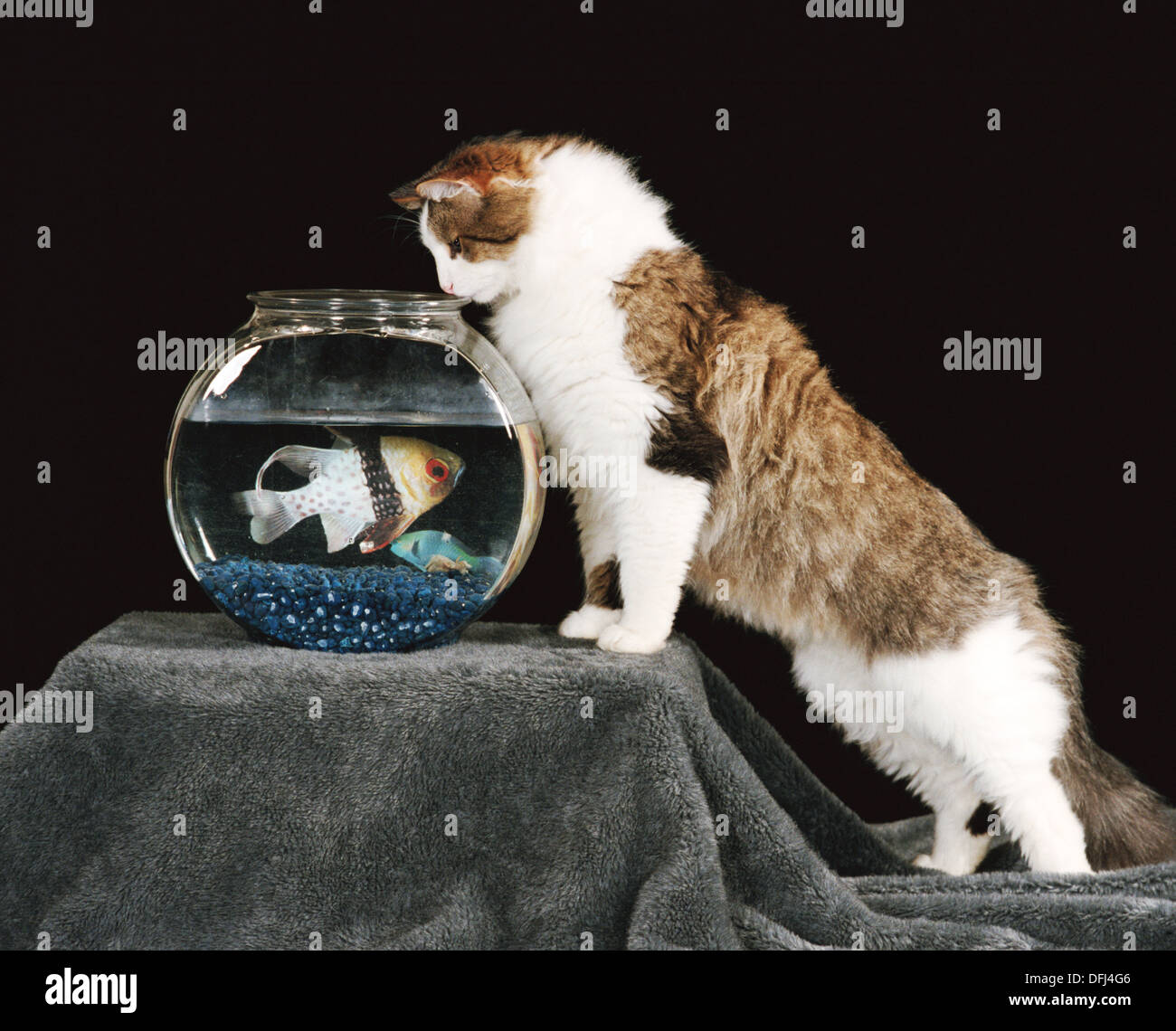 Cat Watching Fishtank Digital Art By Terri Mills Fine Art