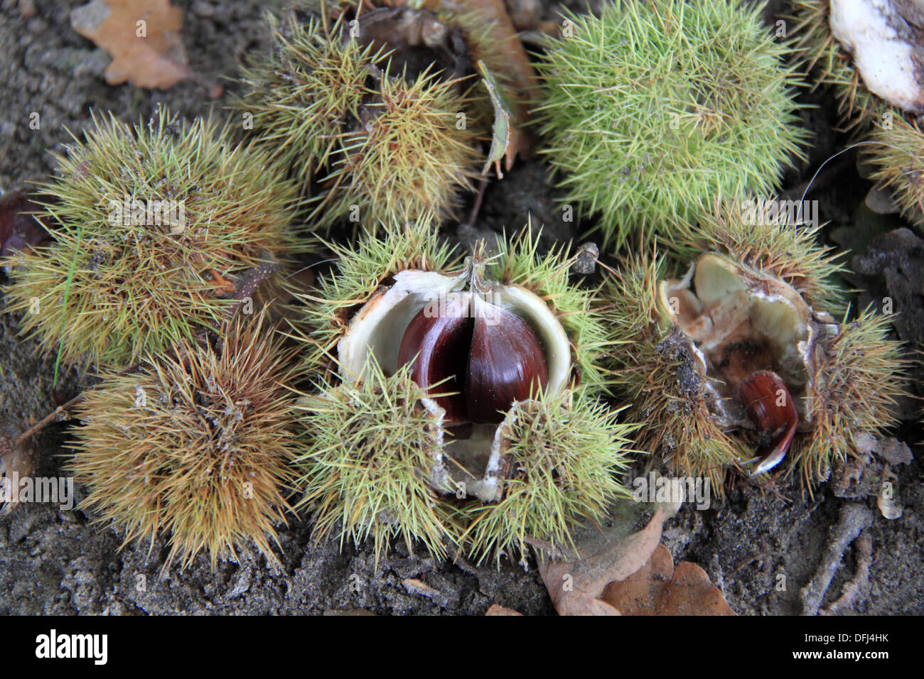 Fallen sweet chestnuts on ground hi-res stock photography and images ...