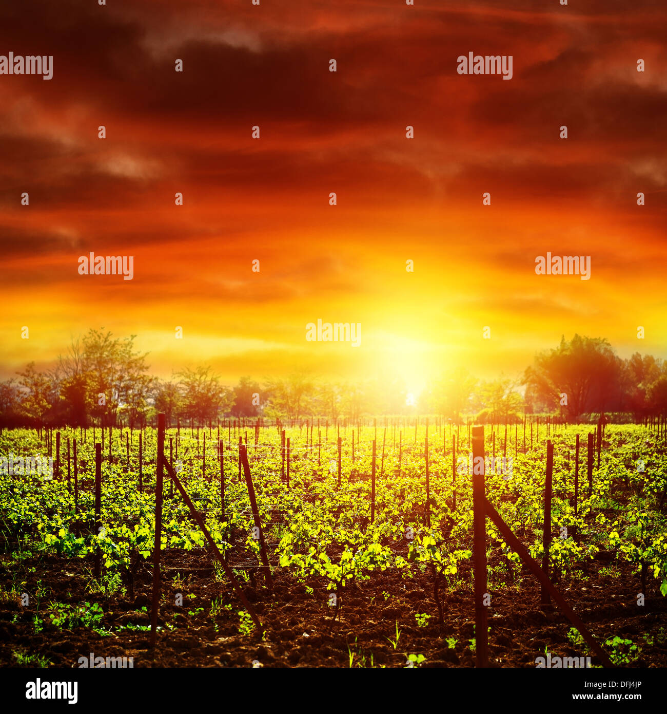 Bright yellow sunset hi-res stock photography and images - Alamy
