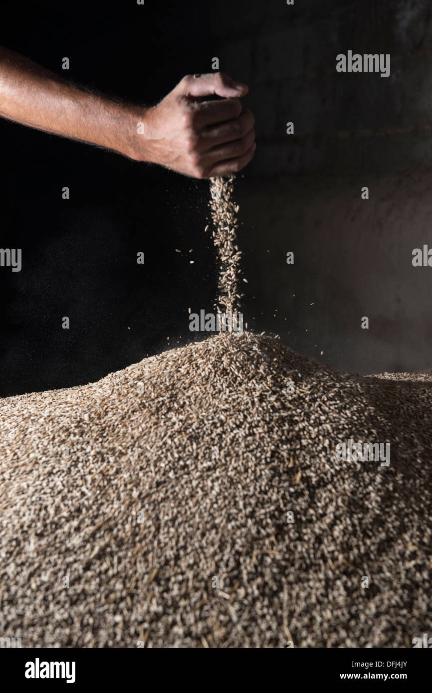 Farmer drops wheat from his hands Stock Photo - Alamy
