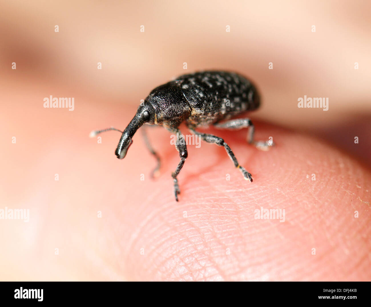 Elephant beetle hi-res stock photography and images - Alamy