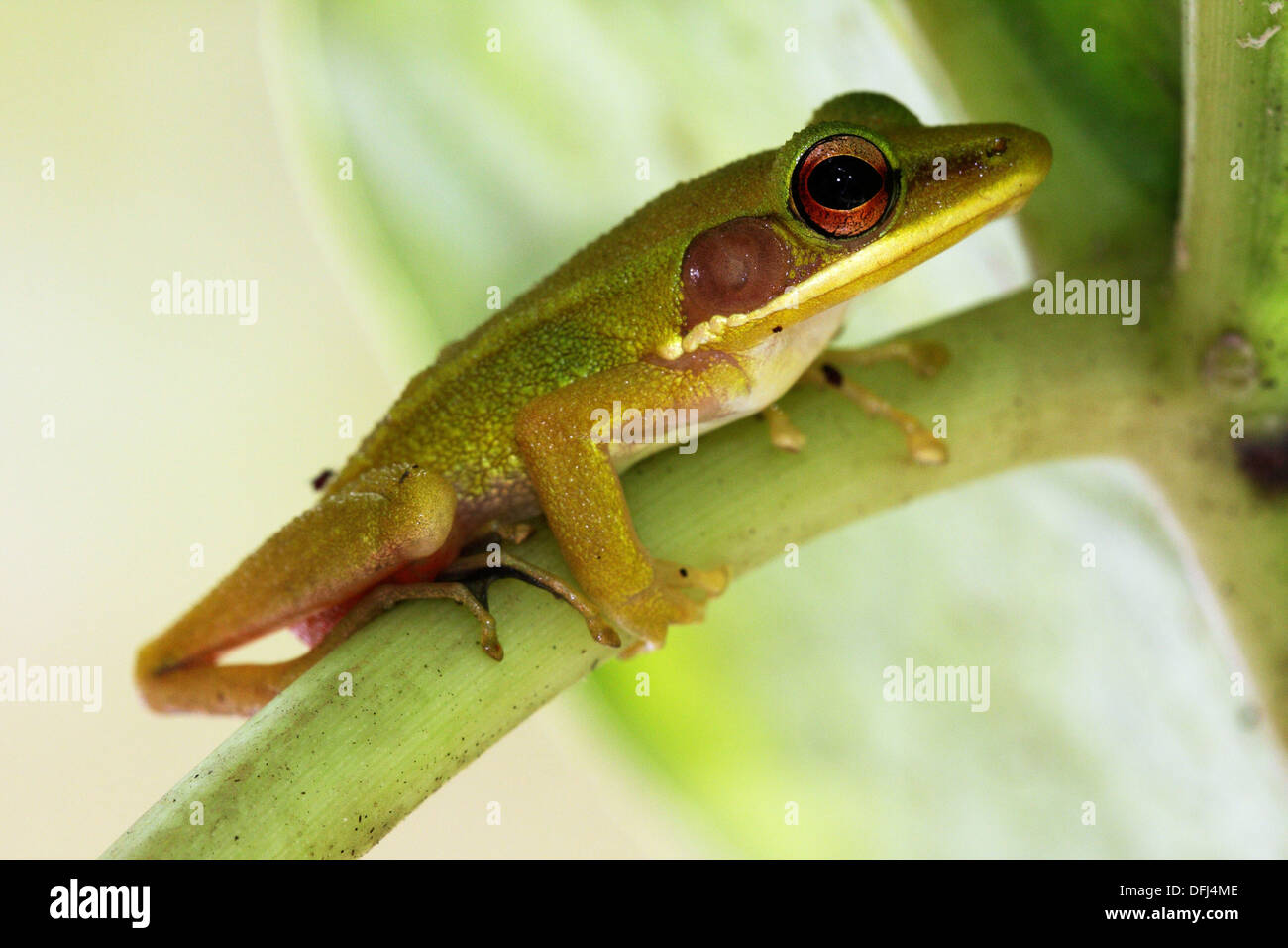 Springpeeper hyla crucifer hi-res stock photography and images - Alamy