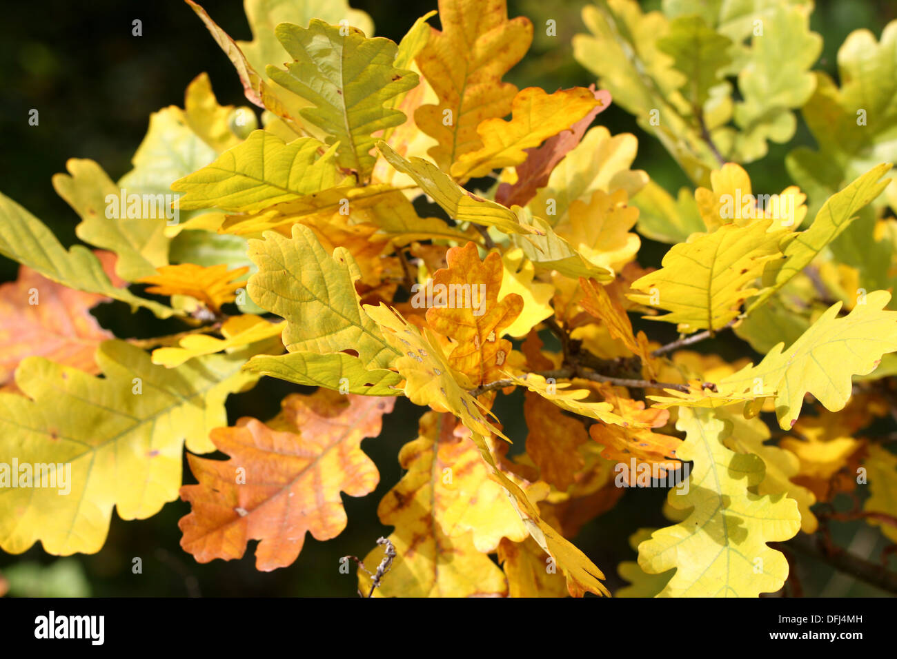 Yellow oak leaves Stock Photo - Alamy