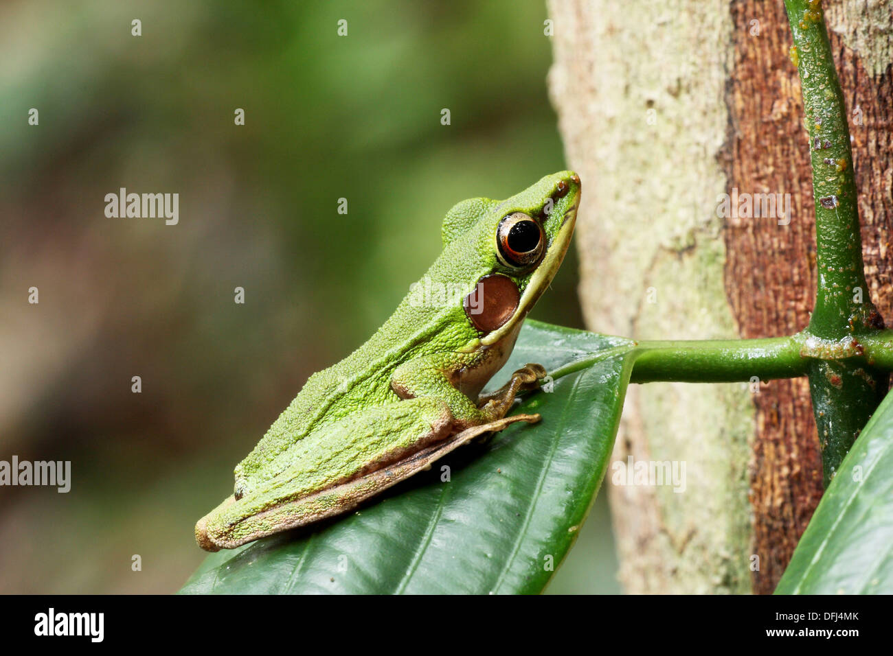 Moorei hi-res stock photography and images - Alamy