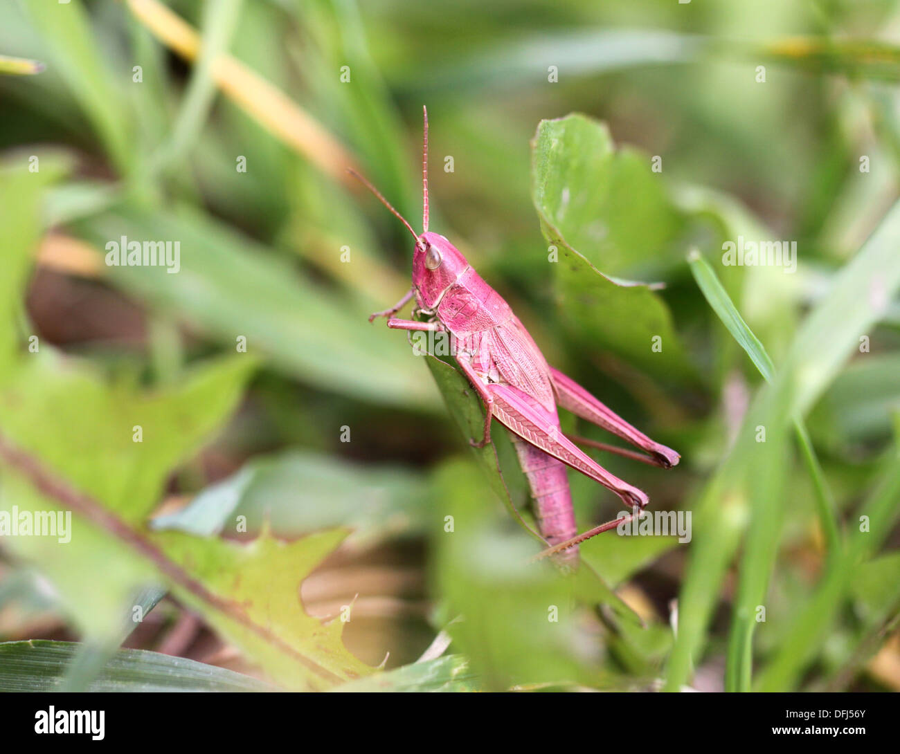 Pink bug hi-res stock photography and images - Alamy