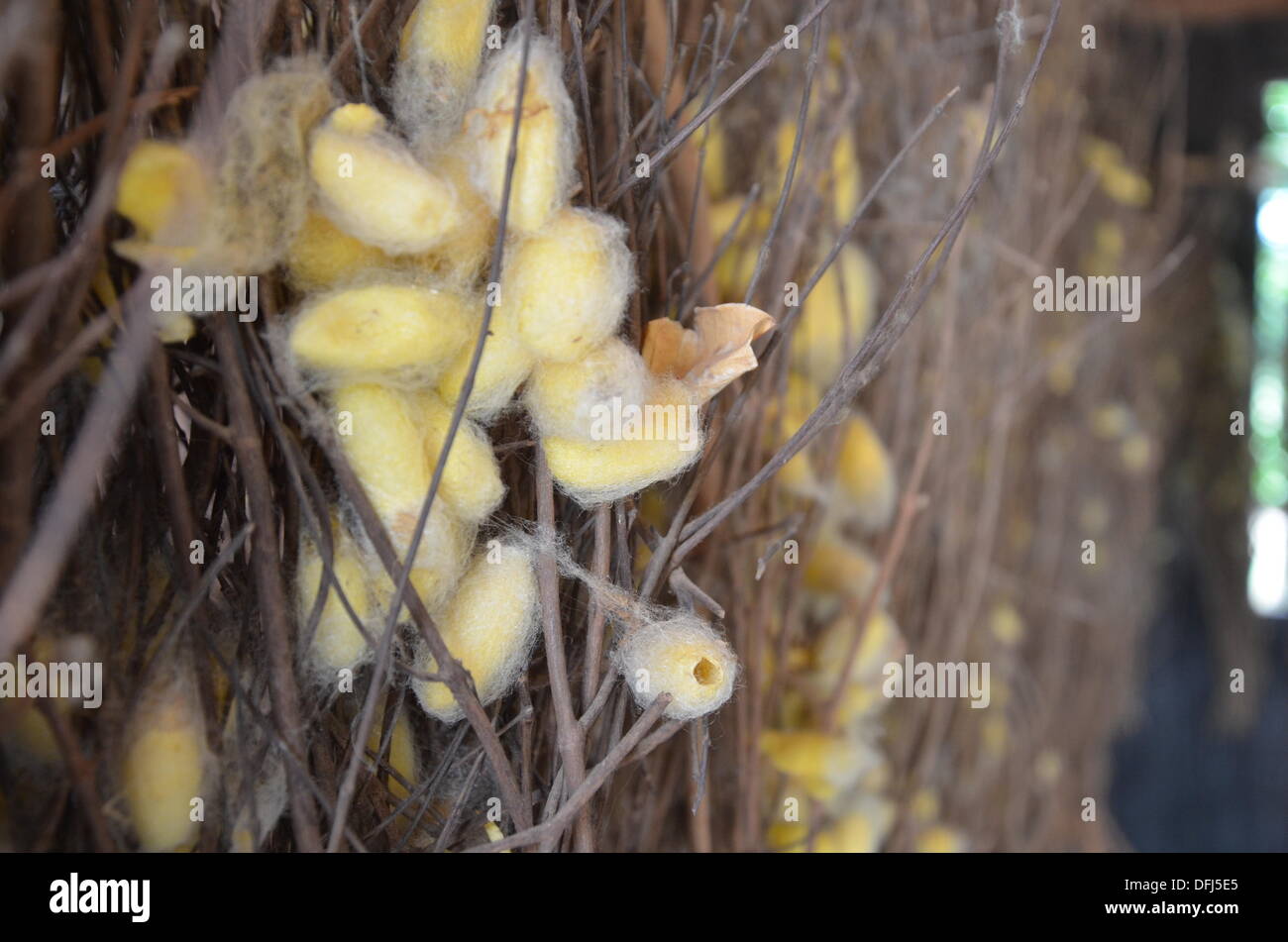 Koh Dach Island, Cambodia. 03rd Aug, 2013. Yellow cocoons of a silkworm ...