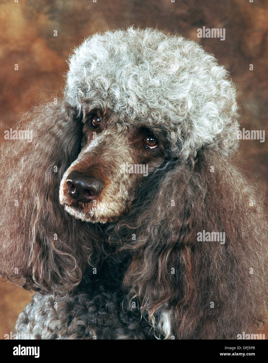 Poodle Headshot High Resolution Stock Photography and Images - Alamy