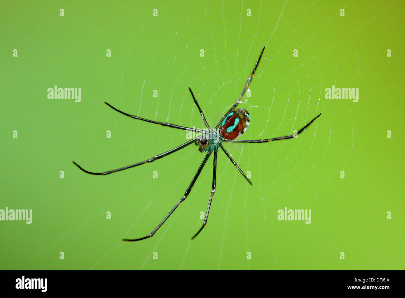 Garden spiders of asia hi-res stock photography and images - Alamy