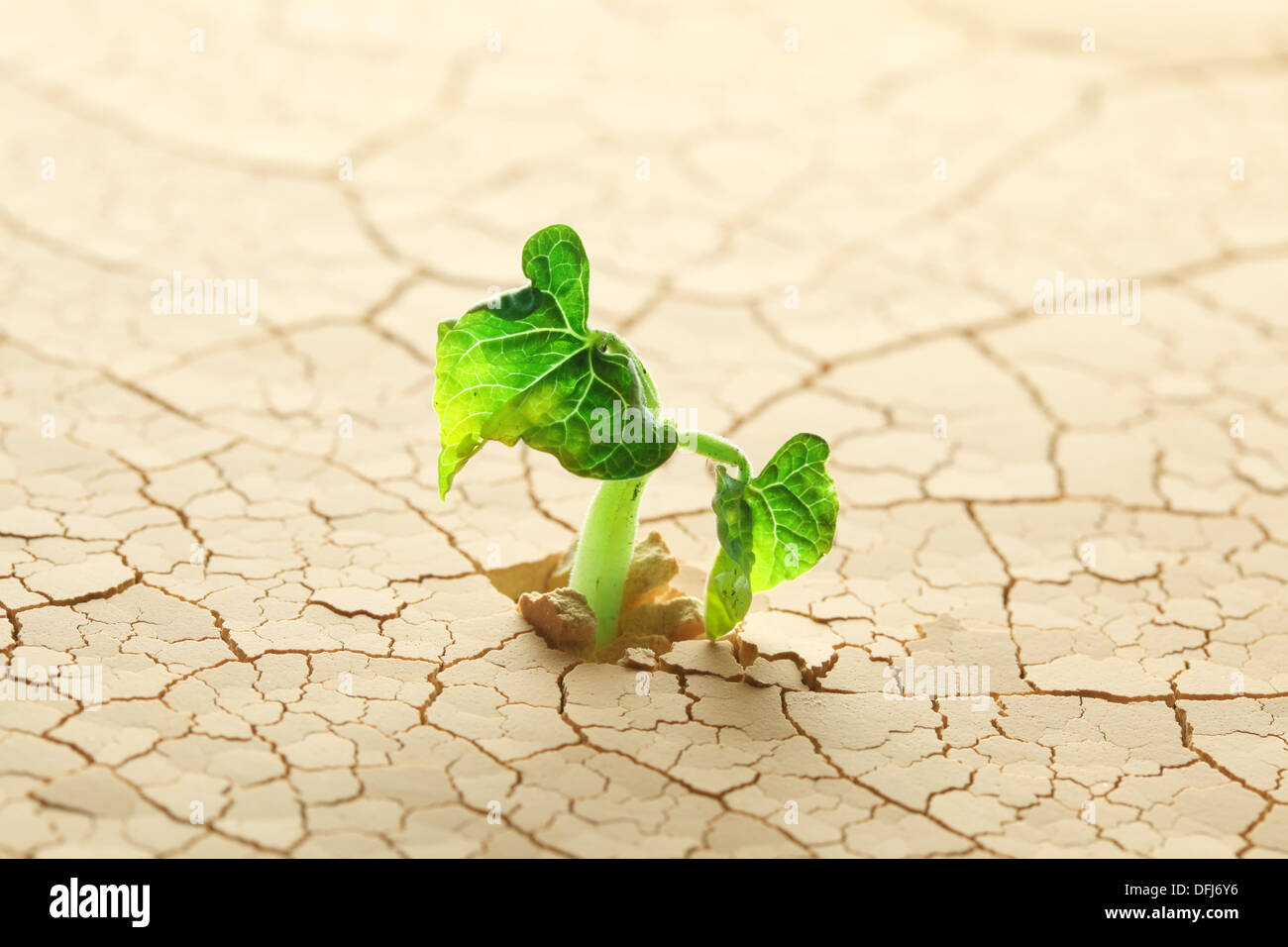 Seedling Growing In Desert Growing A Desert Rose: Desert Rose Seed