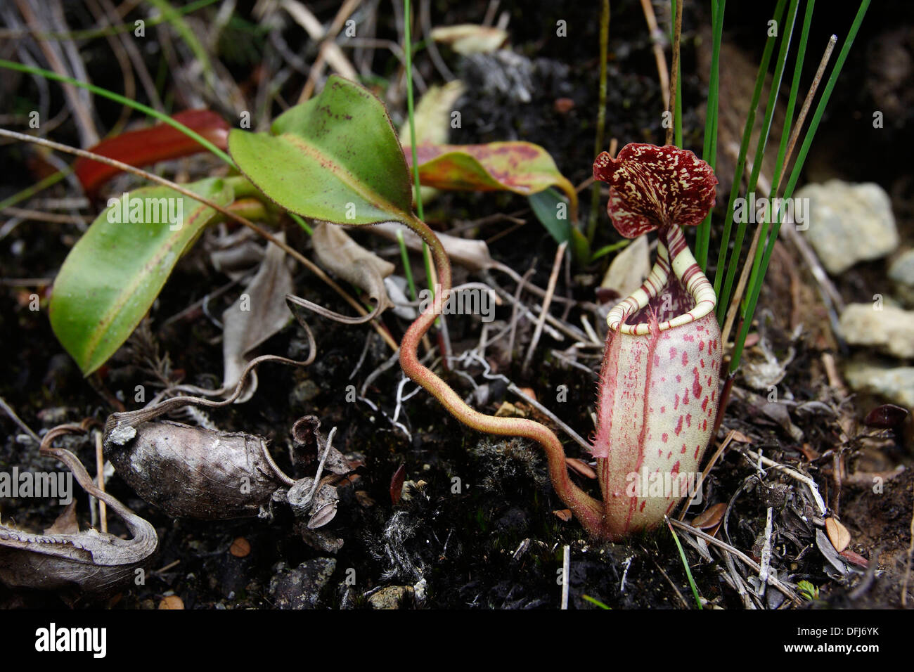 Kinabalu Park Pitcher Plant High Resolution Stock Photography and ...