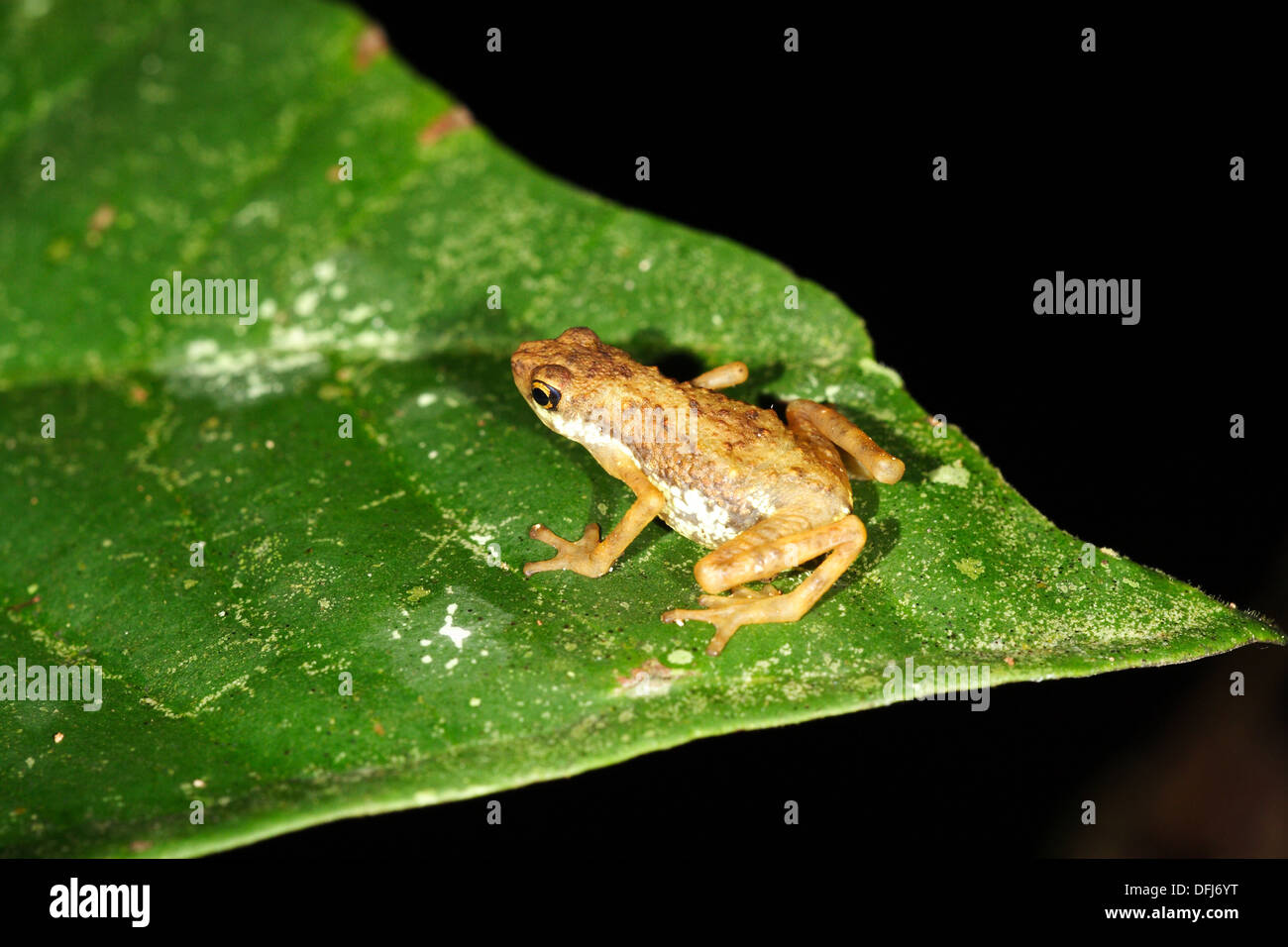 Bako sarawak borneo tree frog hi-res stock photography and images - Alamy