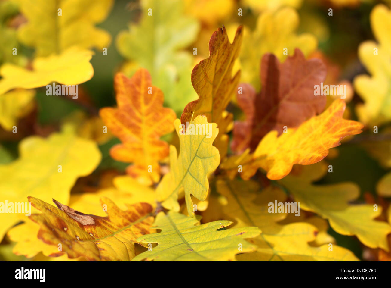 Yellow oak leaves Stock Photo - Alamy